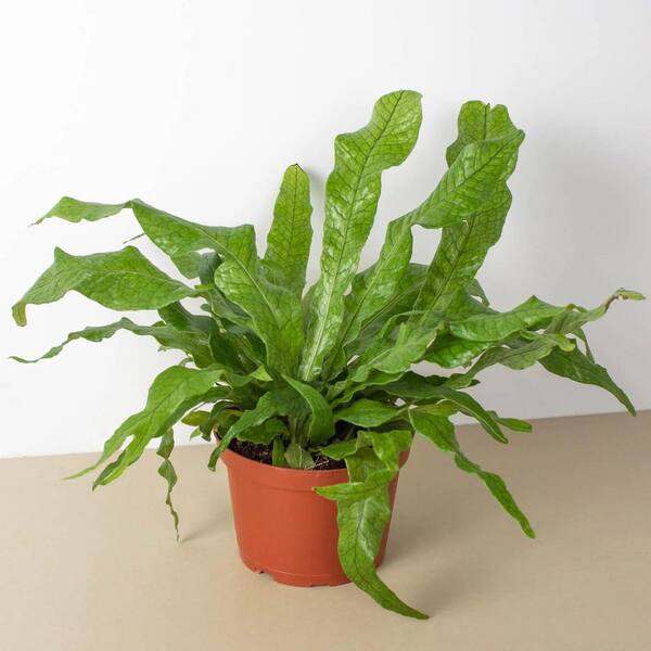 Wekiva Foliage Mahogany Fern-3 Live Plants in 4 in. Grower's Pots ...