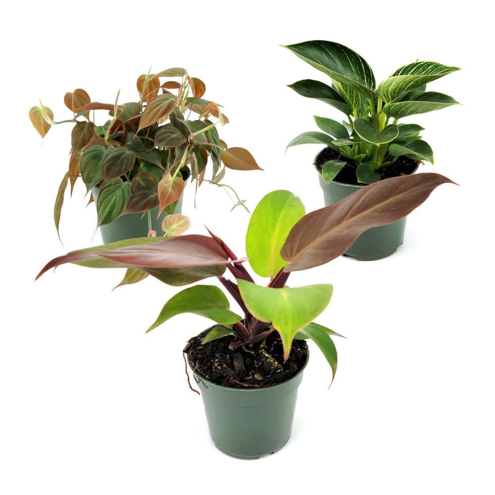 national PLANT NETWORK 4 in. SpaceScape Houseplant Philodendron Plant ...