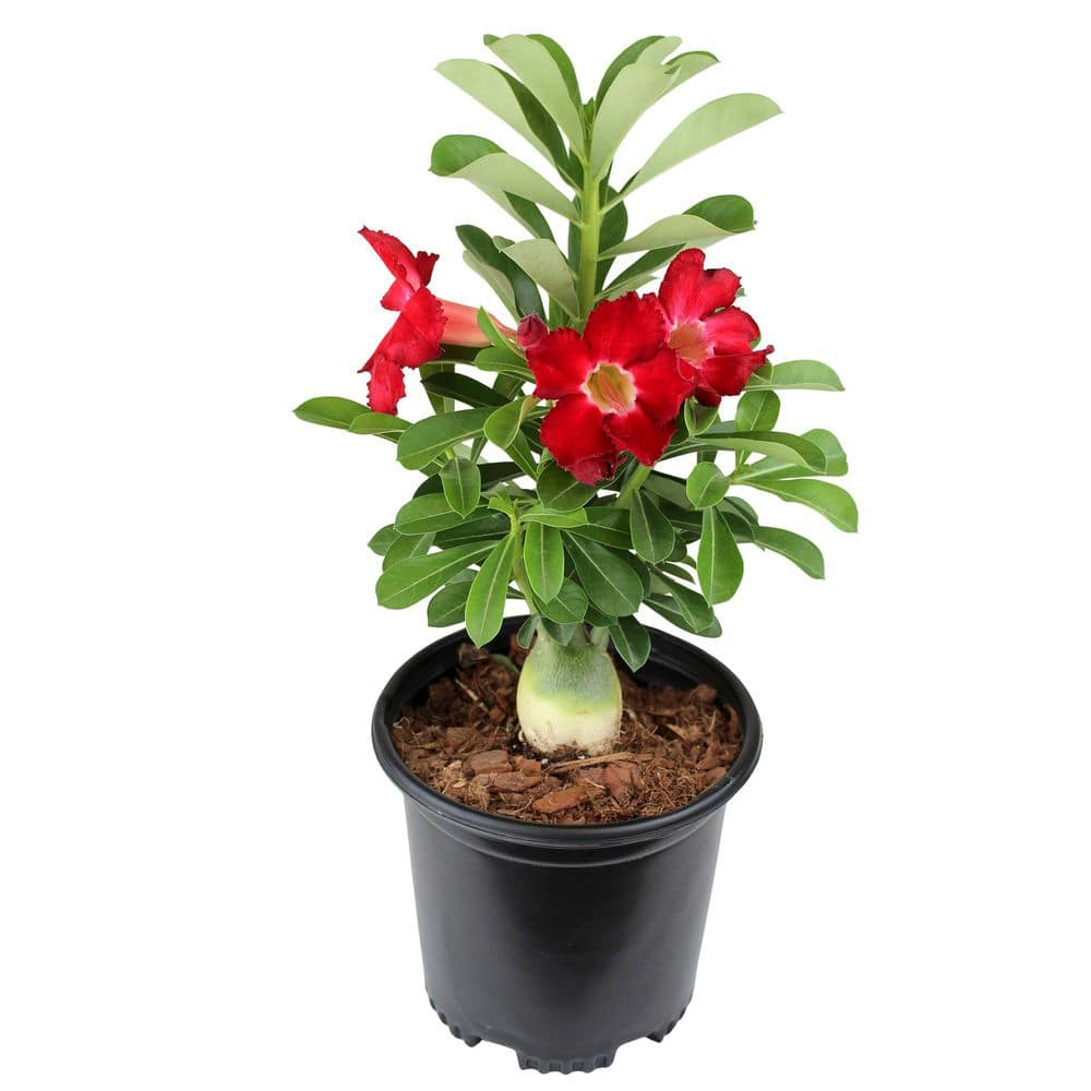 ALTMAN PLANTS Red Adenium Succulent (Desert Rose) in 1-Gal. Grower Pot ...