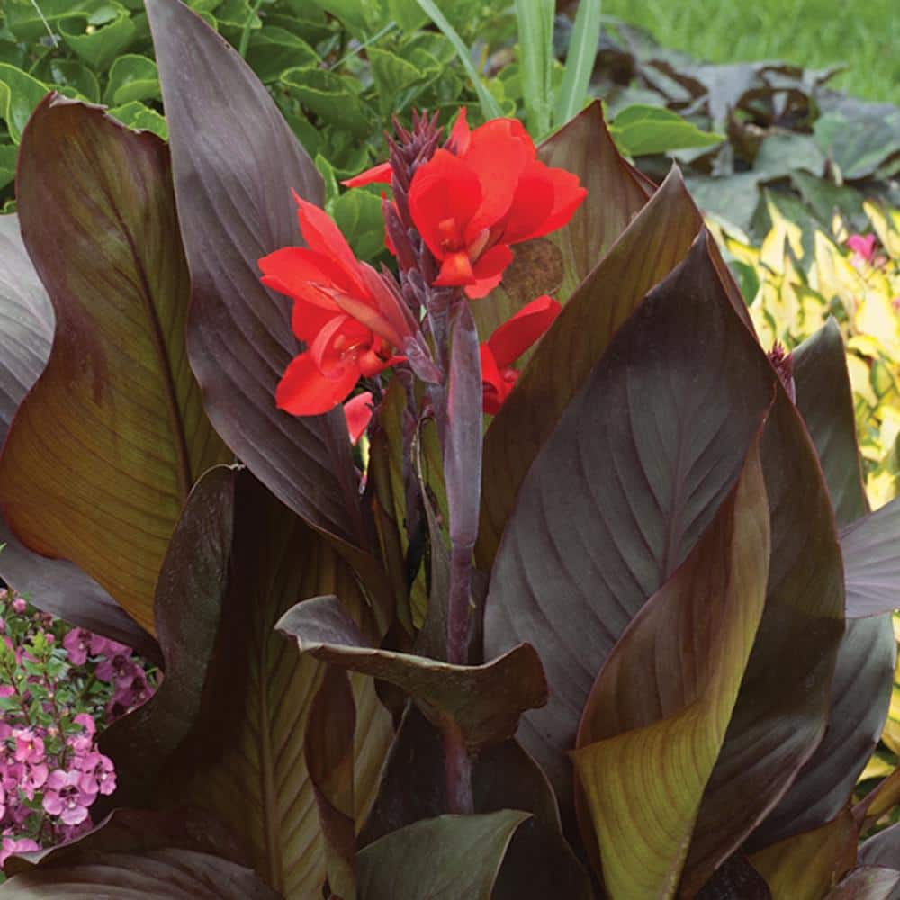 ALTMAN PLANTS #12 Copa Quartzite 'Red Velvet' Canna Perennial Plant ...