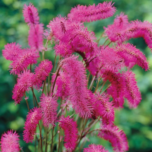 DIRECT GARDENING Bottlebrush Dormant Bare Root Pink Flowering Perennial ...