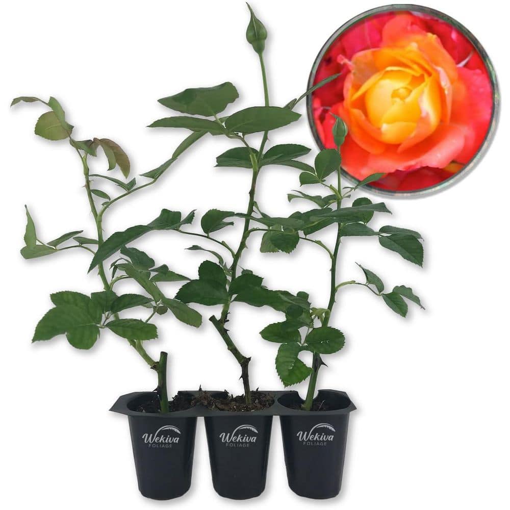 Wekiva Foliage Pinata Rose Bush-3 Live Starter Plants in 2 Inch Pots ...