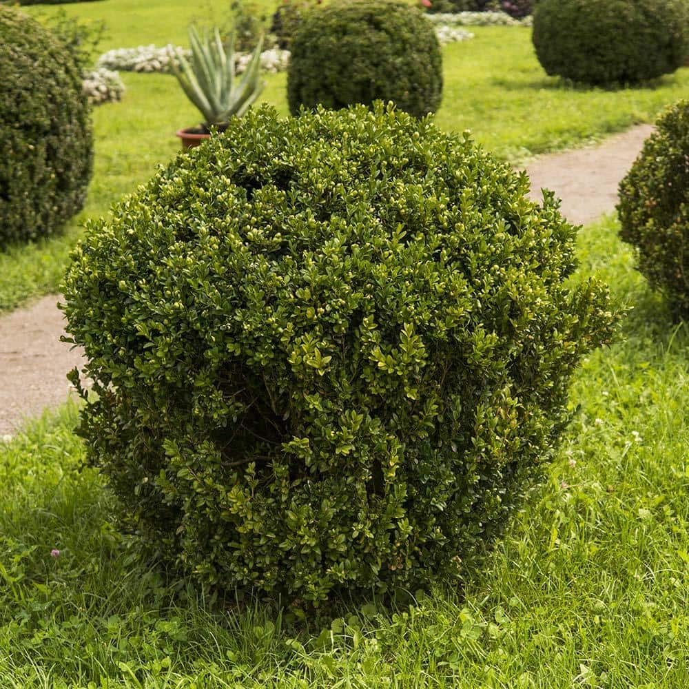 FLOWERWOOD 3 Gal. Wintergreen Boxwood, Live Shrub Plant, Glossy Dark ...