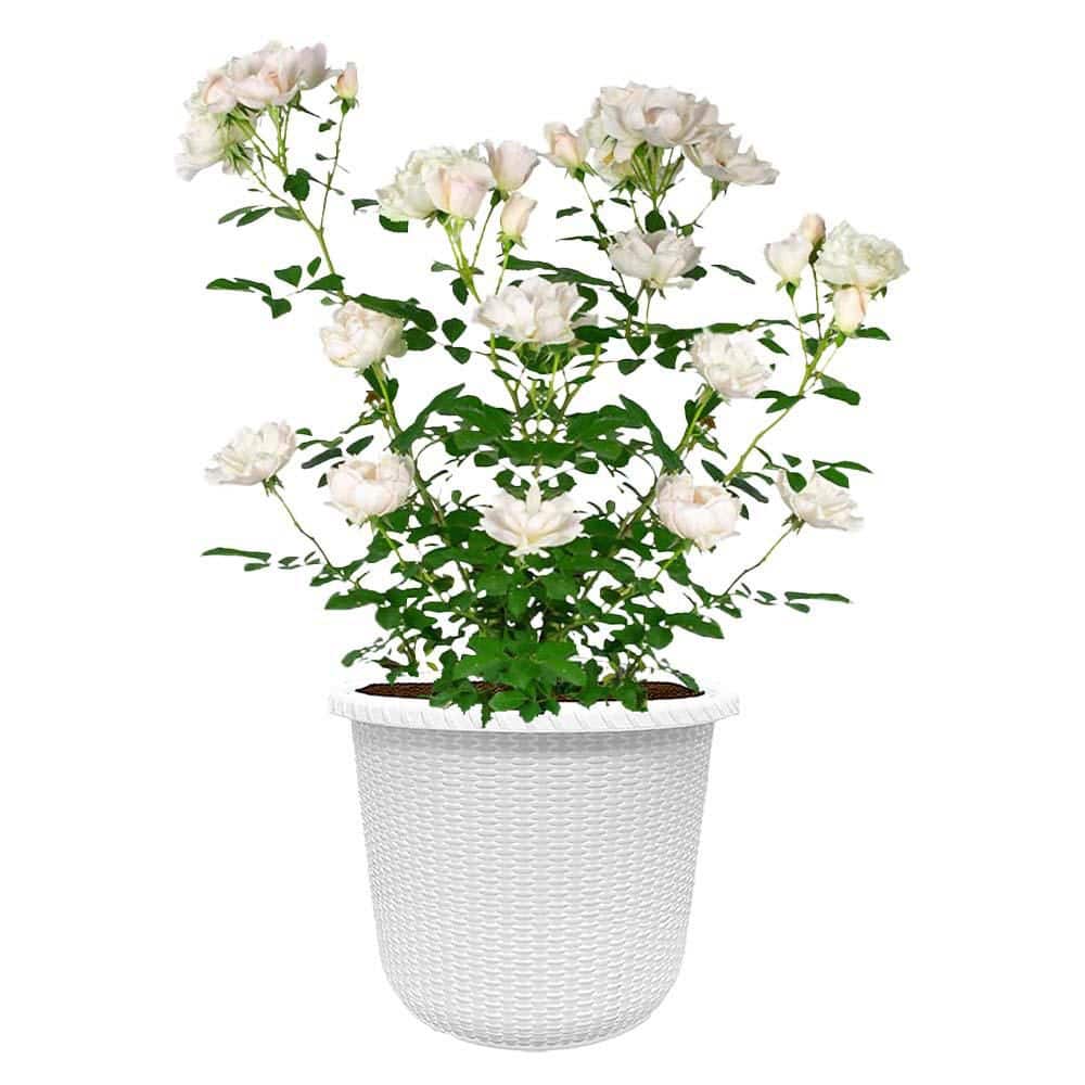 Vigoro 2 Gal. Icecap Rose Plant with White Flowers in Decorative ...