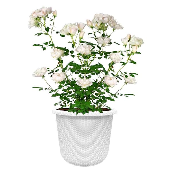 Vigoro 2 Gal. Icecap Rose Plant with White Flowers in Decorative ...