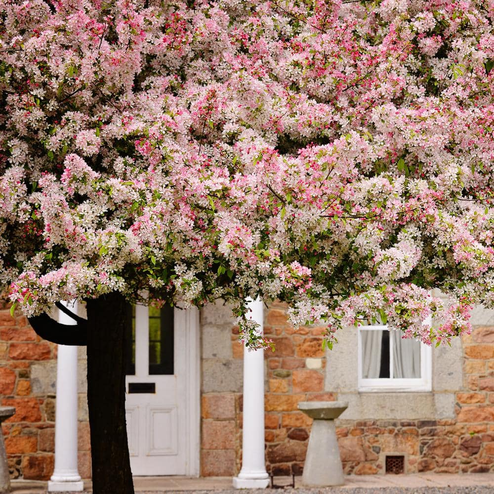 5 Gal. Floribunda Crabapple Tree with White Blossoms CRAFLO05G - The ...