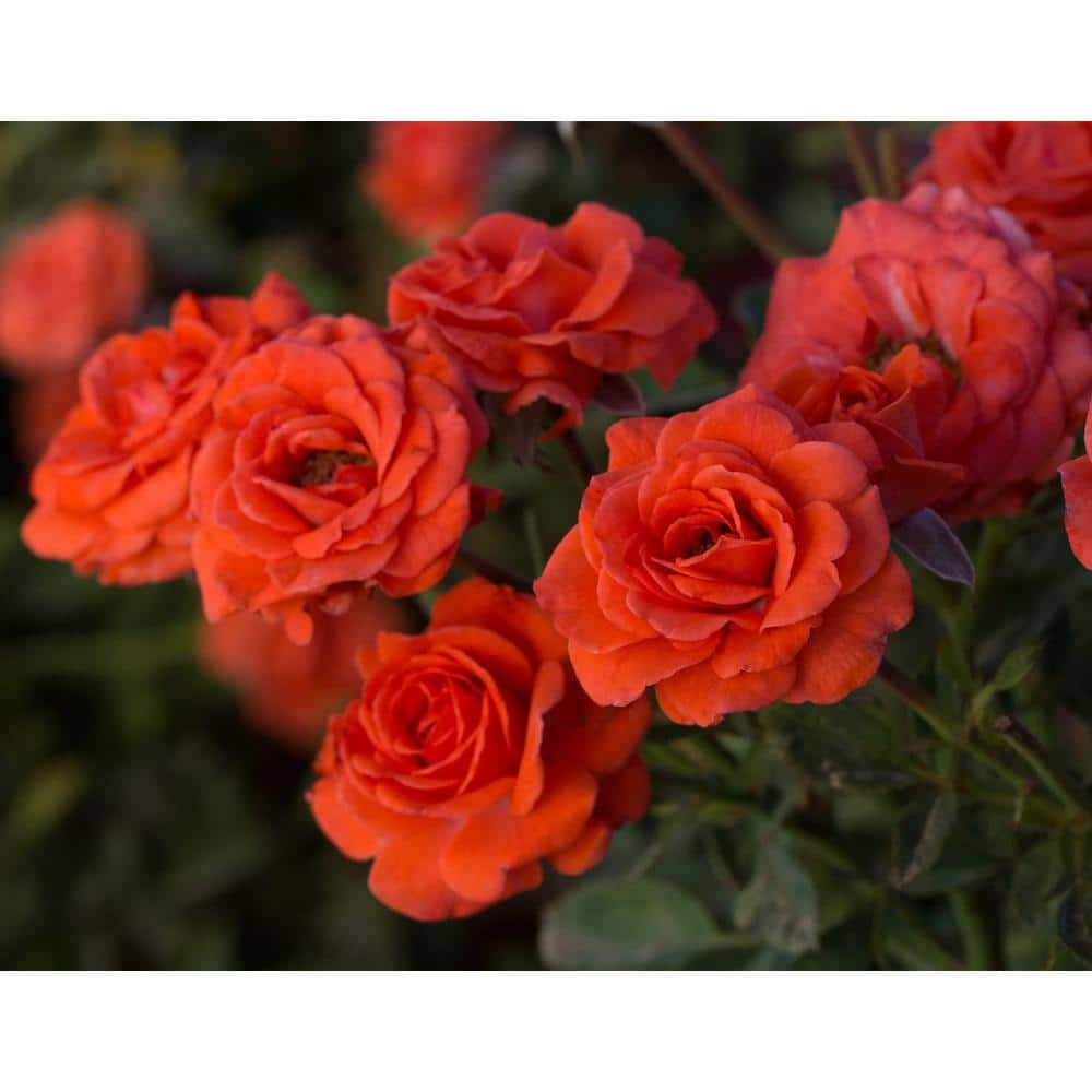 Sunblaze 1 Gal. Sunblaze Salmon Mini Rose Bush with Coral Flowers 1005240497 - The Home Depot