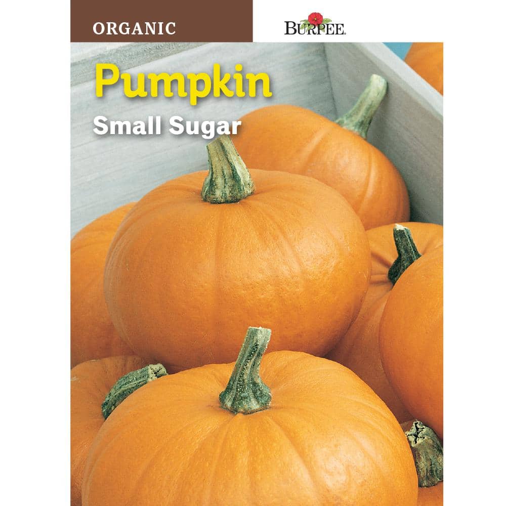 Burpee Pumpkin Small Sugar Organic Seed 57016 - The Home Depot