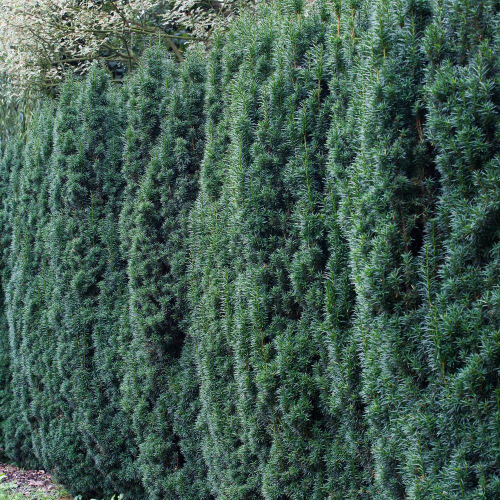 Gardens Alive! 12 in. Tall to 18 in. Tall Hicksi Upright Yew (Taxus ...