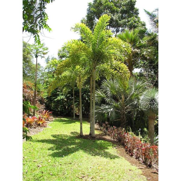 Wekiva Foliage Foxtail Palm-Live Plant in a 3 gal. Growers Pot-Wodyetia ...