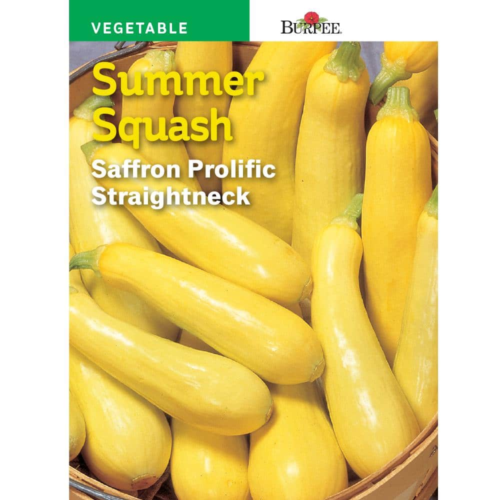 Burpee Squash Summer Saffron Prolific Straight-Neck Seed 60714 - The ...