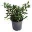 national PLANT NETWORK 2.5 qt. Holly Nellie R. Stevens Shrub HD7145