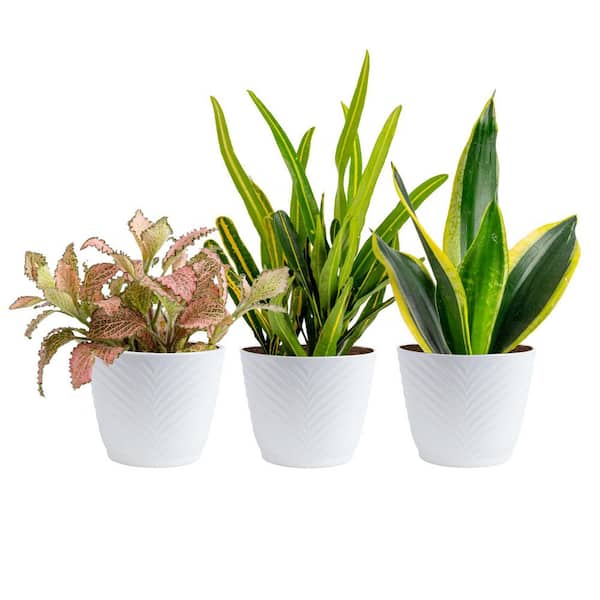 Costa Farms Zamioculas Zamiifolia Indoor ZZ Plant in 6 in. Grower Pot ...