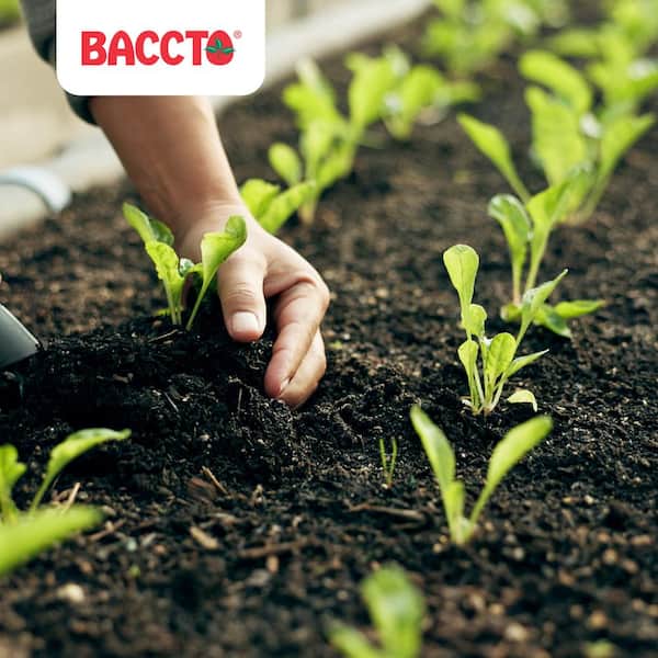 BACCTO Baccto Lawn Soil With Reed Sedge, Peat and Sand 50 lbs. (6-Pack ...