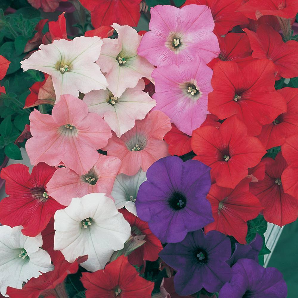 EASY WAVE 1 Gal. Easy Wave Assorted Colors Spreading Petunia Plant ...