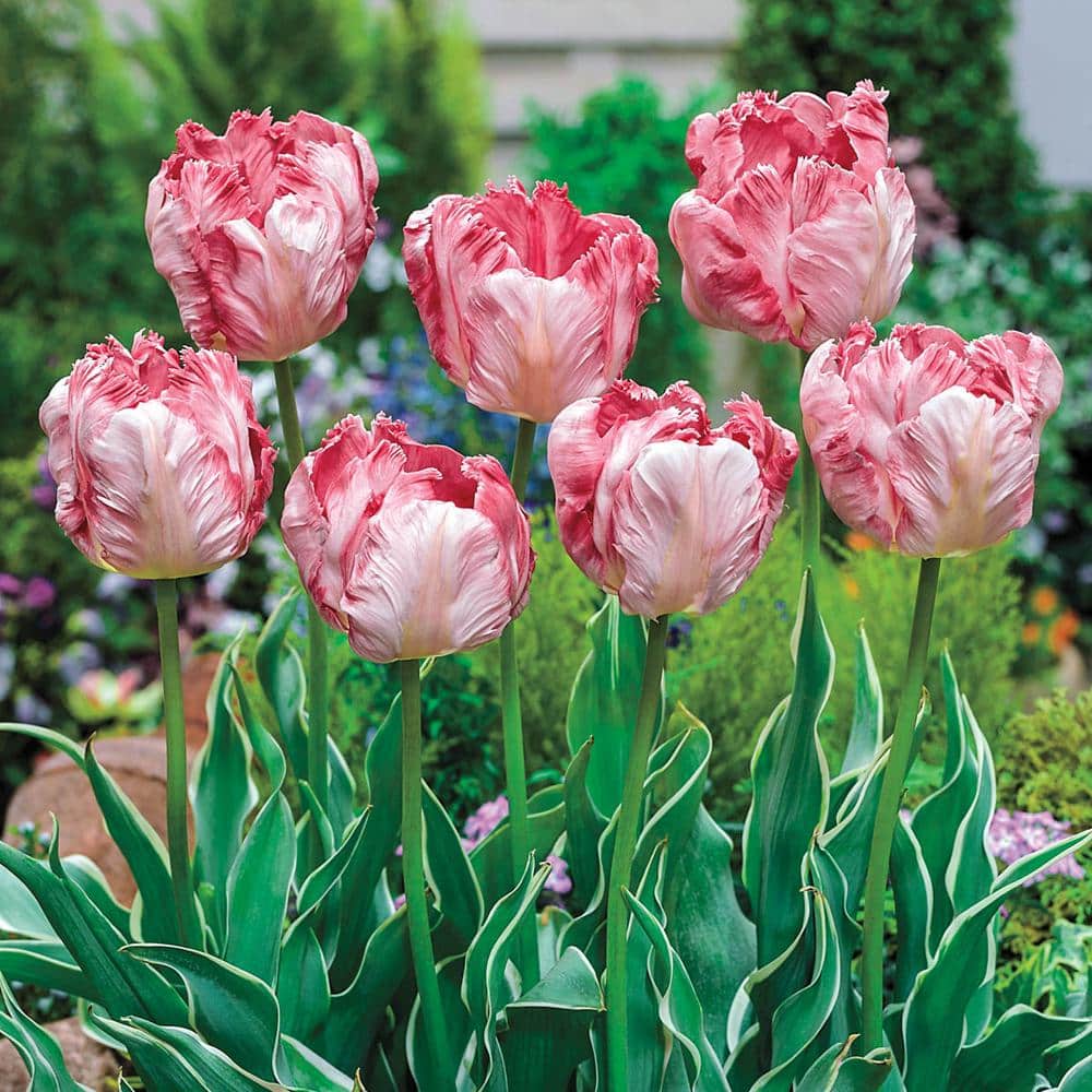 DIRECT GARDENING Silver Parrot Tulip Spring Flowering Dormant Bulbs (25 ...