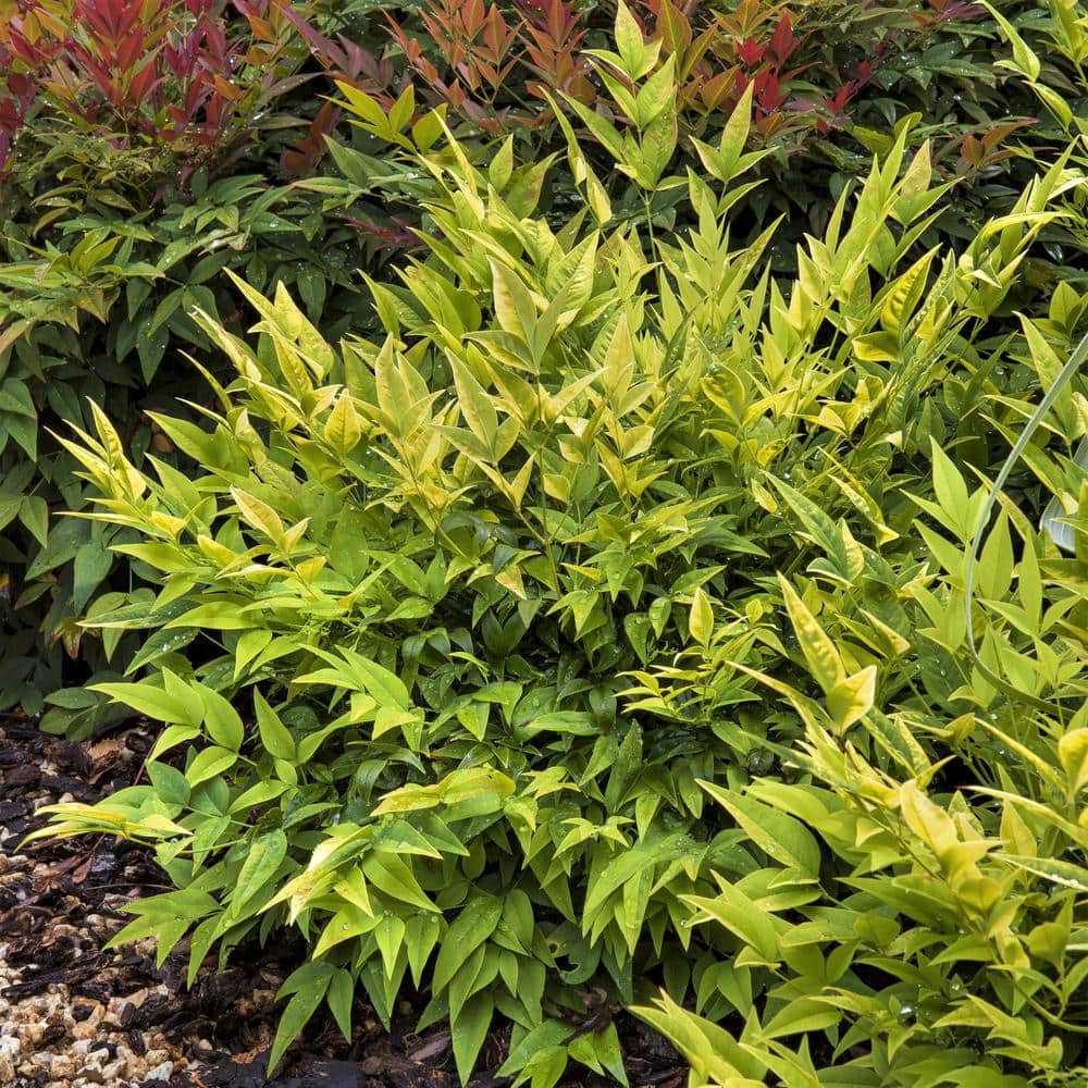 SOUTHERN LIVING 2.5 Qt. Lemon Lime Nandina, Live Evergreen Shrub, Lime ...