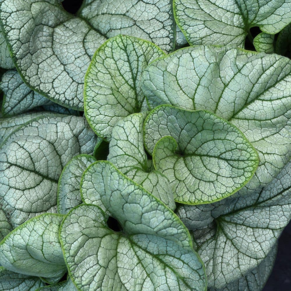 national PLANT NETWORK 4 in. Permafrost Brunnera Perennial Plant with ...