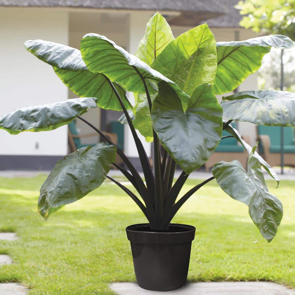 Reviews for VAN ZYVERDEN Van Zyverden Goth Patio Gardening Elephant Ear ...