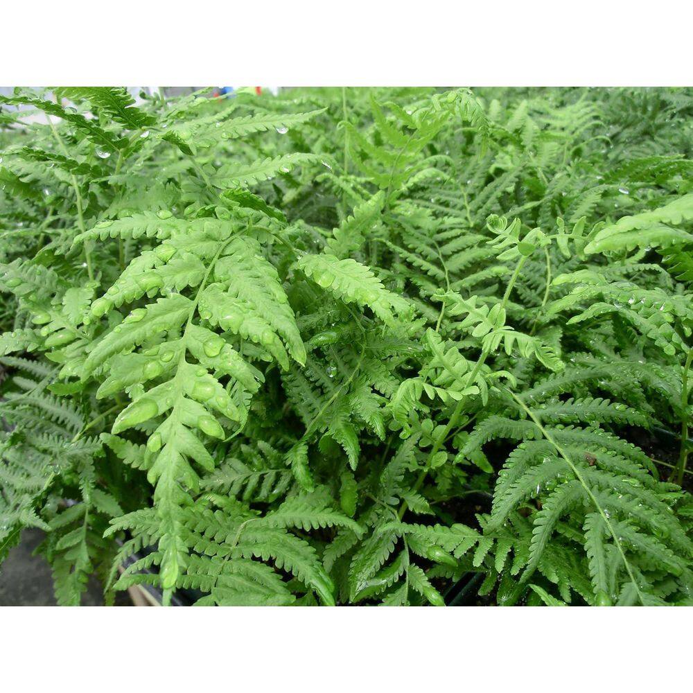 Wekiva Foliage Southern Shield Fern-5 Live Plants in 4 in. Grower's ...