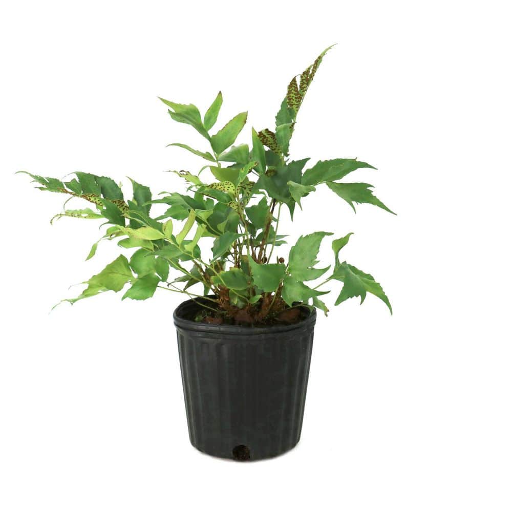 national PLANT NETWORK 1 Gal. Holly Fern Plant HD2746 - The Home Depot