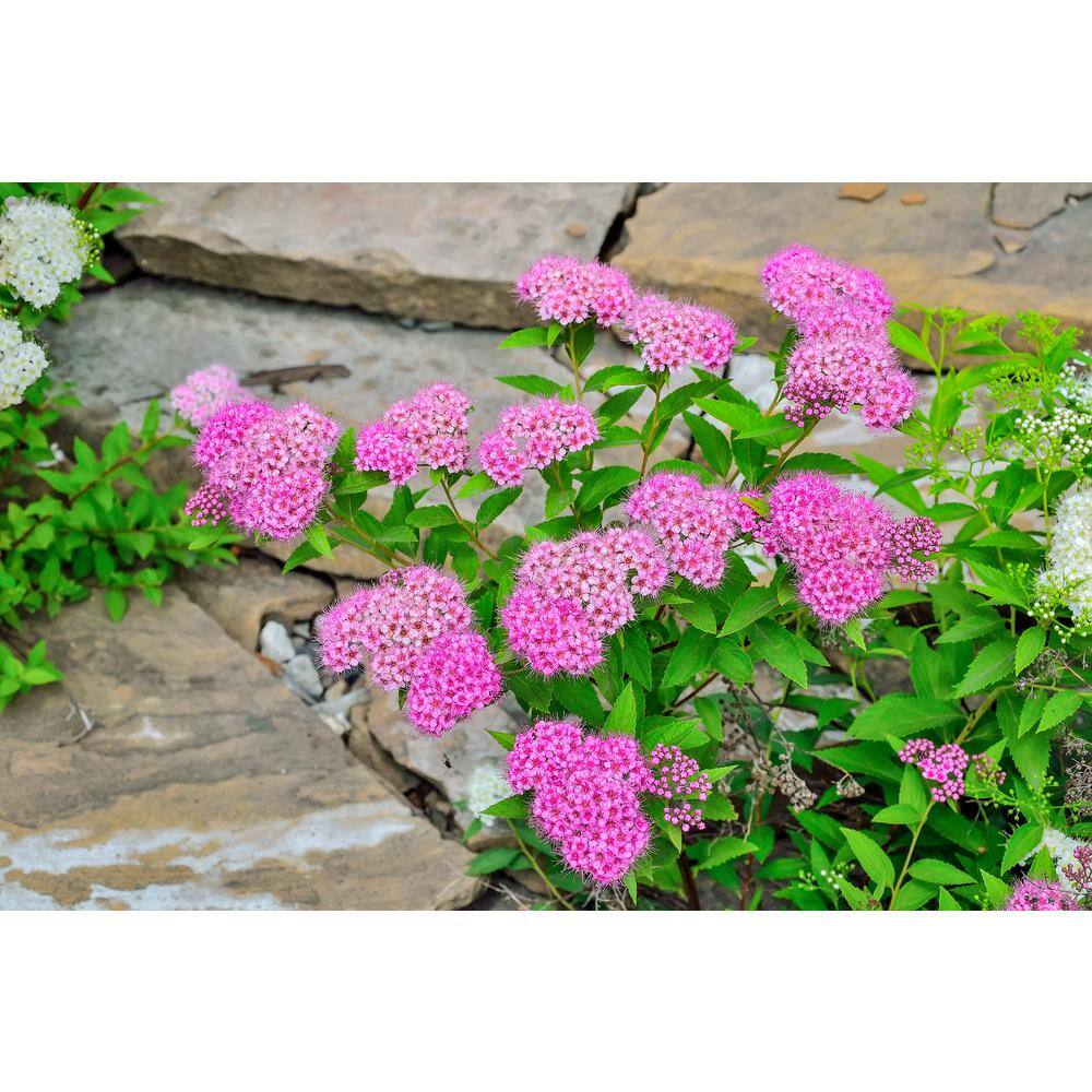 Fusion Spirea 'Neon Flash' Red #7 1006110654 - The Home Depot
