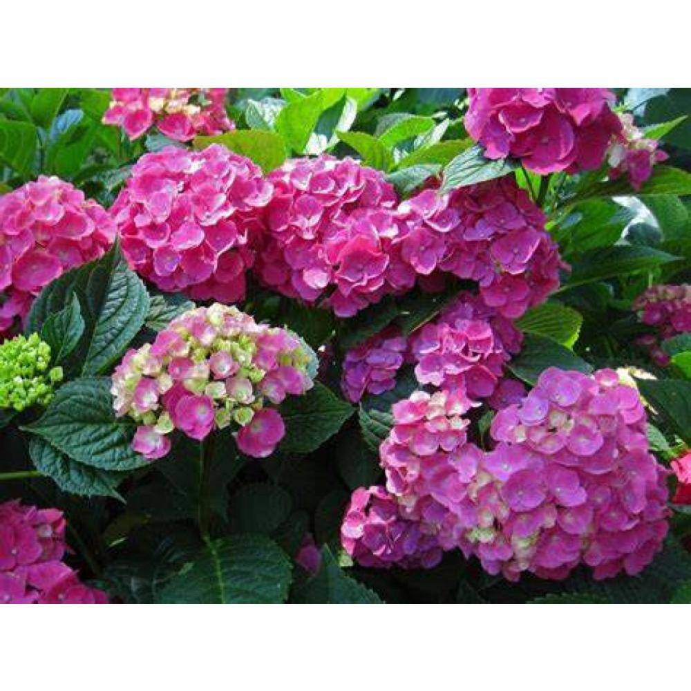 Reviews for BELL NURSERY 3 Gal. Piamina Bigleaf Hydrangea (Hydrangea ...