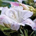 ENCORE AZALEA 3 Gal. Autumn Starlite - Re-Blooming Evergreen Shrub with ...