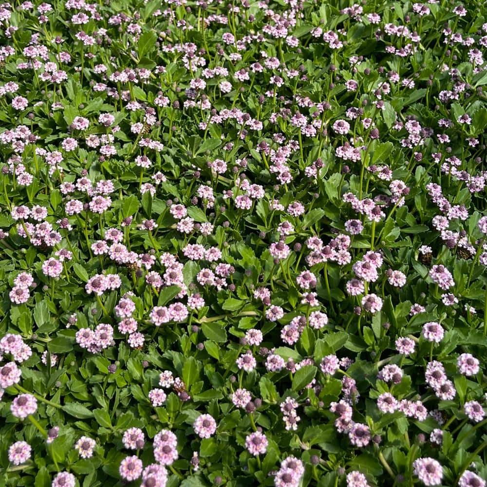 Cesicia 4 in. D x 3.5 in. H Non-Fragrant Turkey Tangle Frogfrui with ...