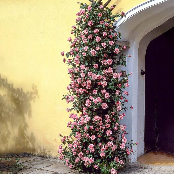 Zephirine Drouhin Rose