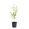 Brighter Blooms 5 Gal. Pink Dogwood Tree DOG-PIN-45-5 - The Home Depot