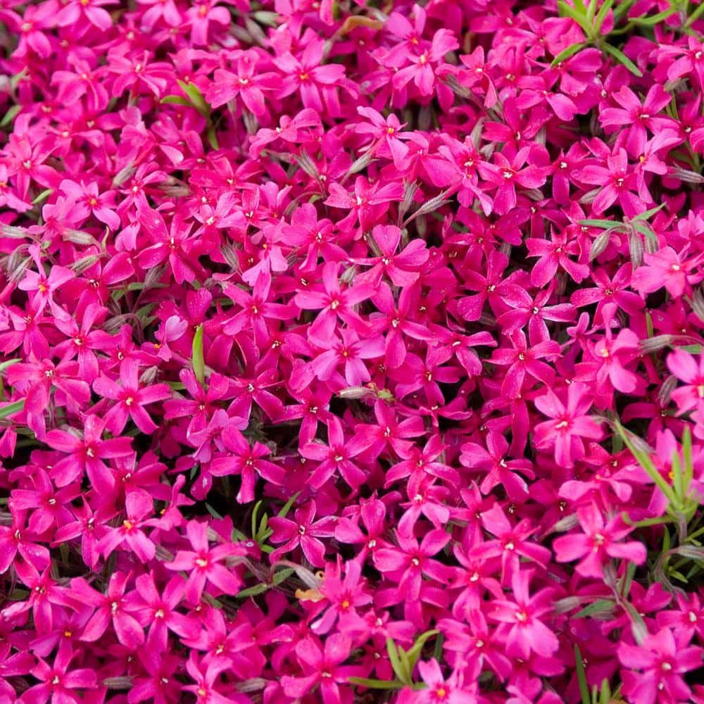 DIRECT GARDENING Scarlet Flame Creeping Phlox Flowering Groundcover ...