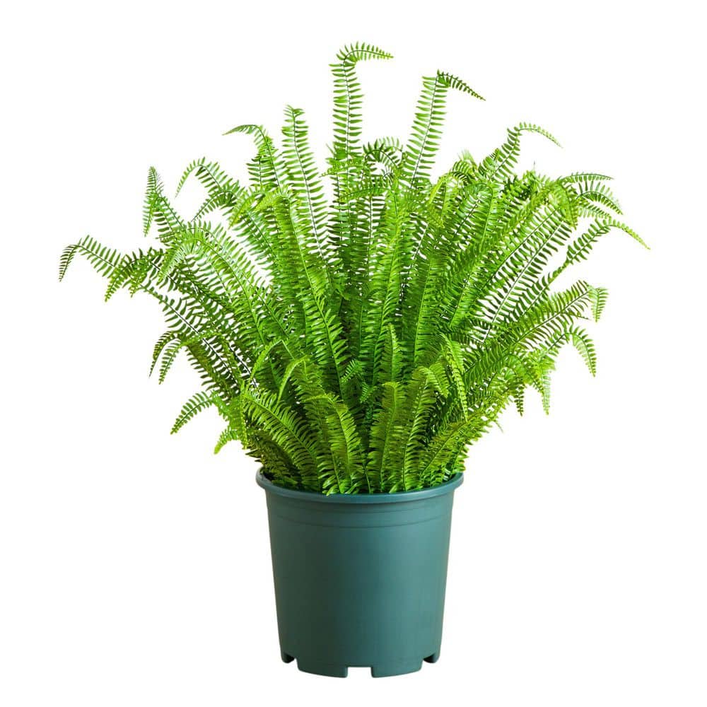 Nearly Natural 4ft. UV Resistant Artificial Boston Fern Plant with Real ...