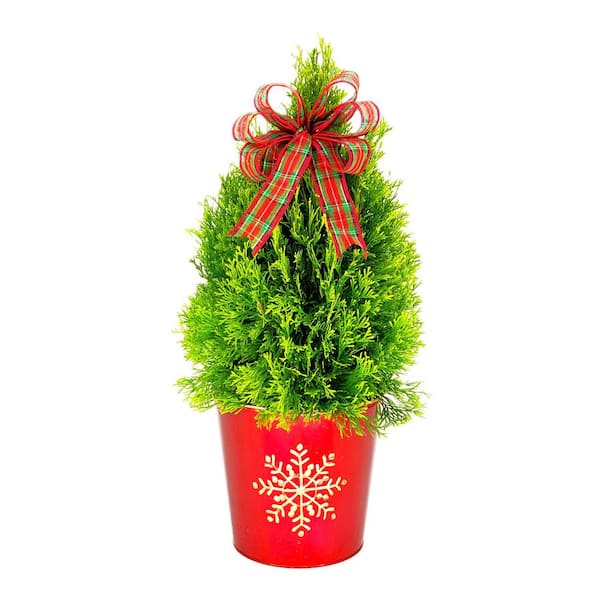 10 in. Holiday Janed Gold Arborvitae Live Shrub in Red Metal Pot with ...