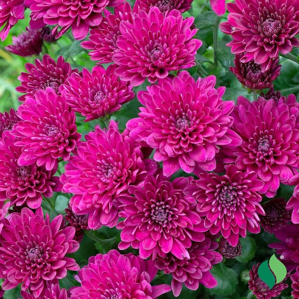 8 in. Mum Purple (Chrysanthemum), Live Annual Plant, Purple Flowers ...