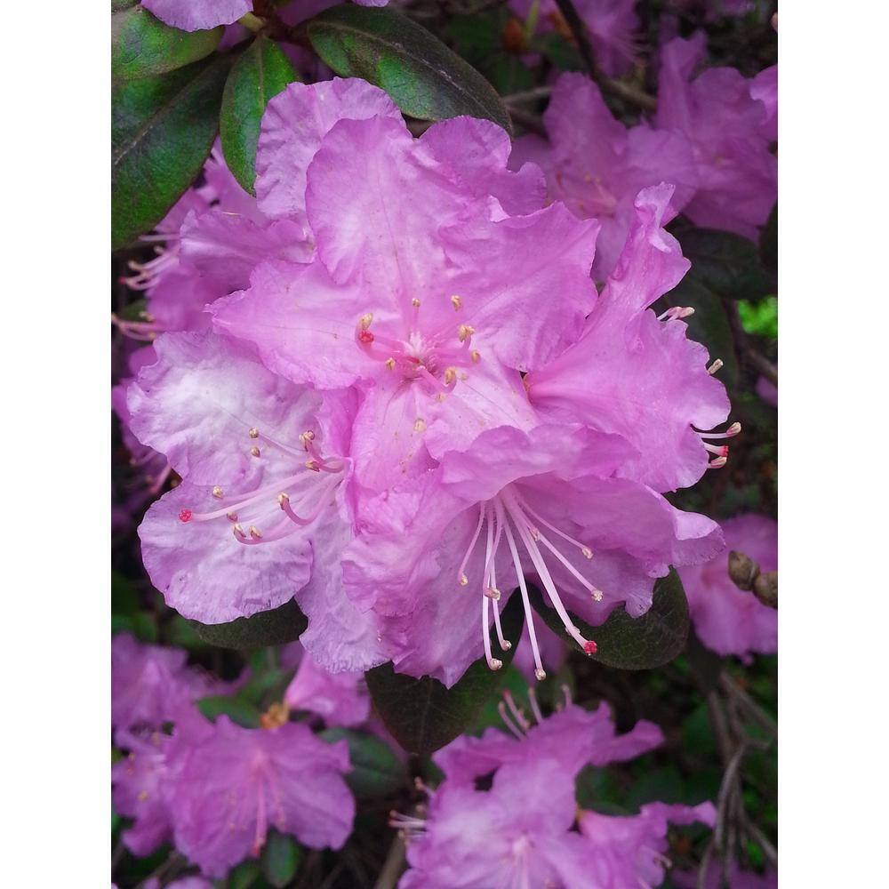 BELL NURSERY 1 Gal. PJM Rhododendron Live Evergreen Shrub with Lavender ...