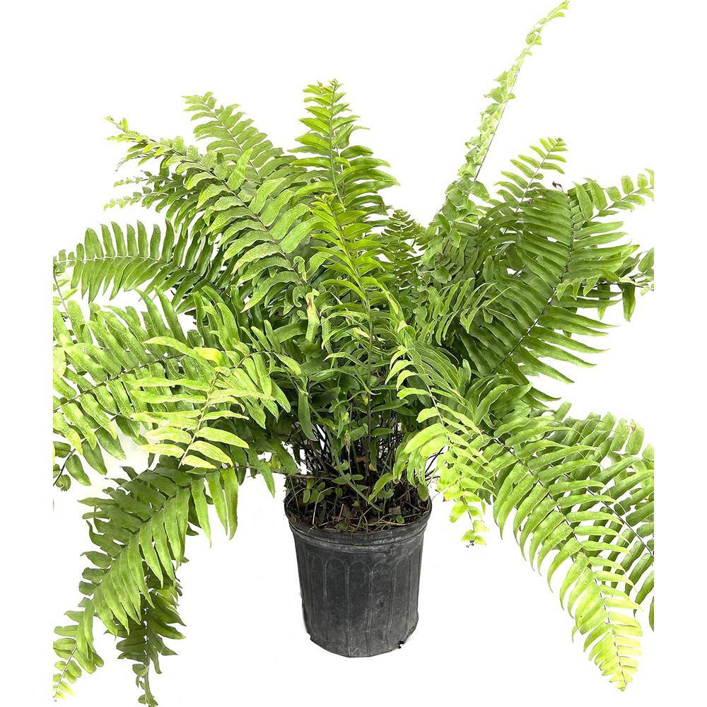 Wekiva Foliage Macho Fern-Live Plant in a 10 in. Pot-3 gal ...