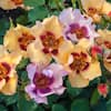 Spring Hill Nurseries 4 in. Pot, In Your Eyes Shrub Rose, Multicolor ...