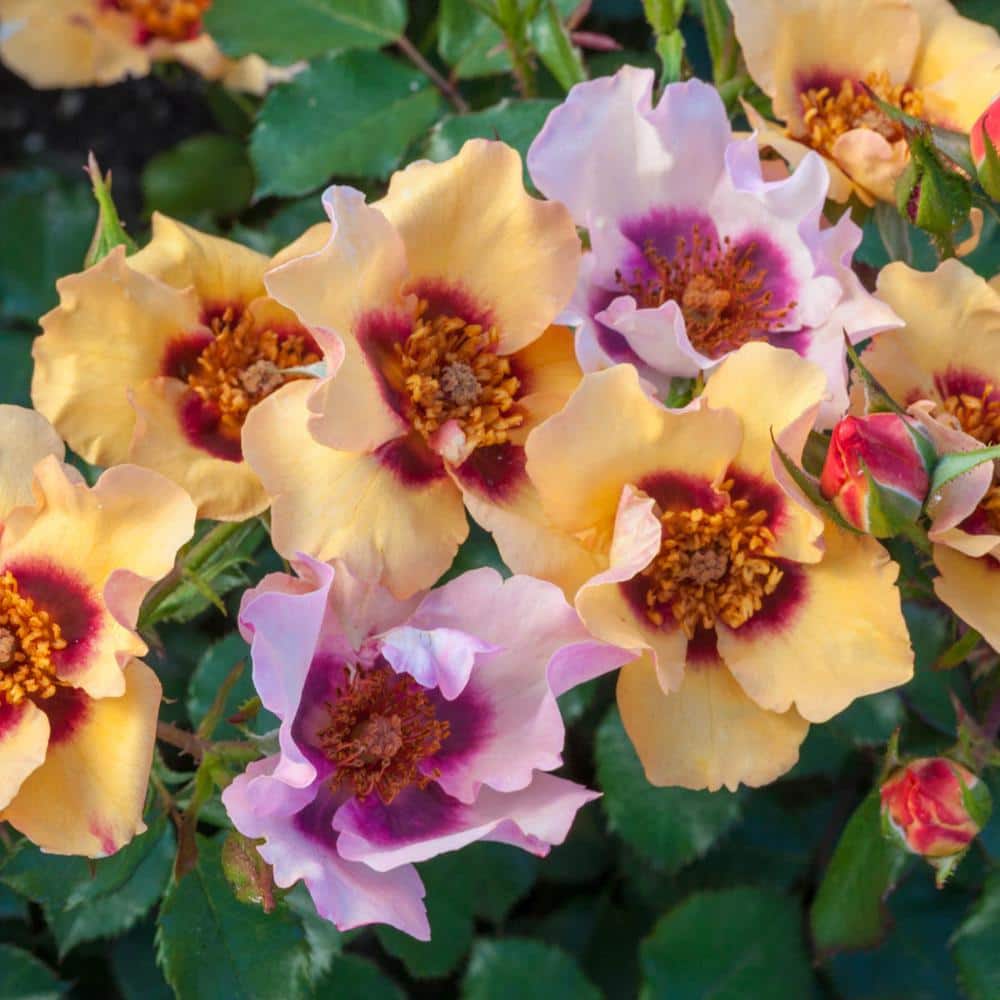 Spring Hill Nurseries 4 in. Pot, In Your Eyes Shrub Rose, Multicolor ...