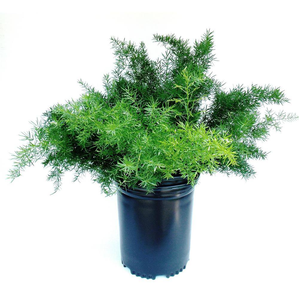 EVERDE GROWERS 5 Gal. Fern Asparagus Springeri Perennial Plant ...