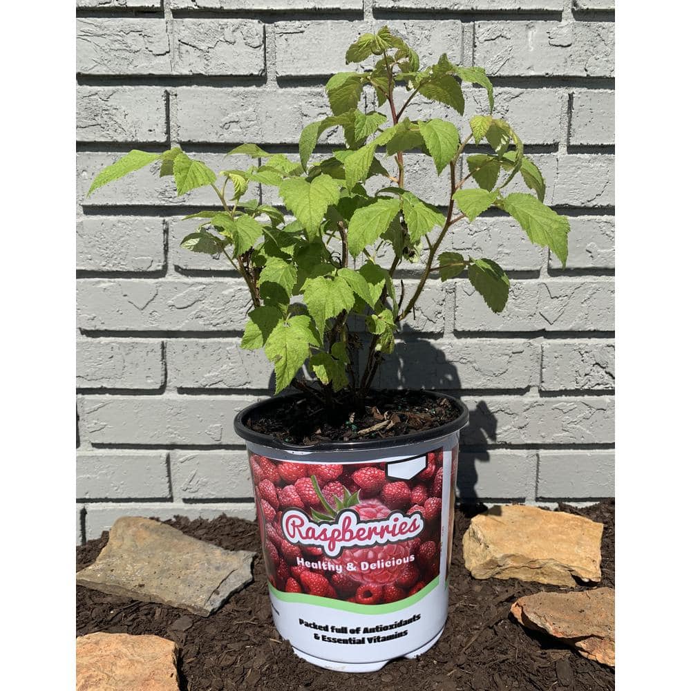 Cottage Gardens 1 Gal. Rubus Raspberry Coho Shrub 13RUB1COH - The Home ...