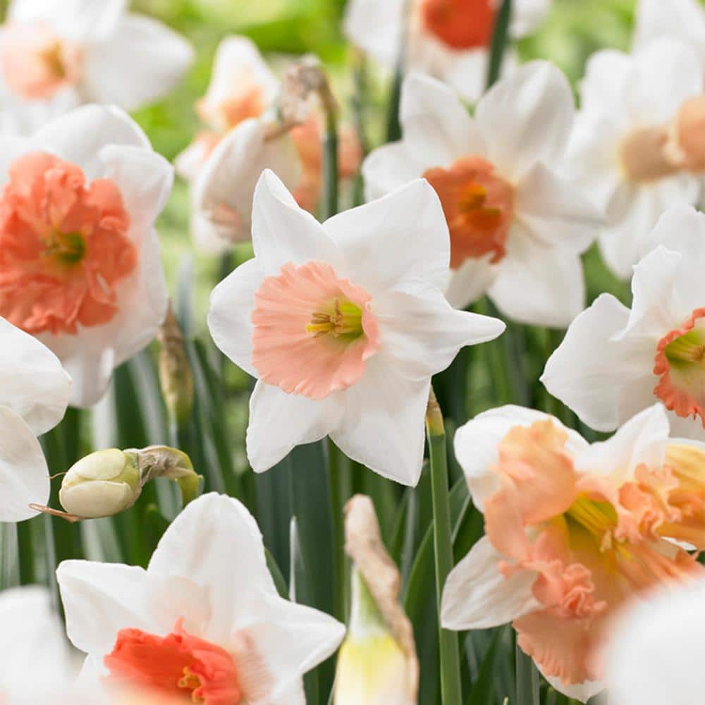 VAN ZYVERDEN Daffodils Pink Mixture Set of 5 Bulbs 88104 - The Home Depot