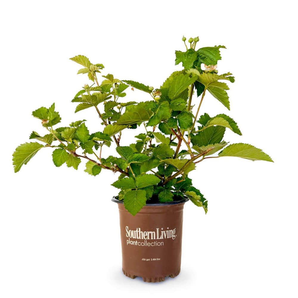 Have a question about SOUTHERN LIVING 2.5 qt. Prime-Ark Freedom ...