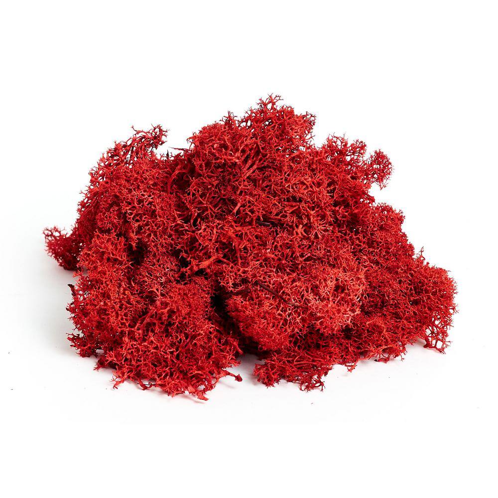 Home Botanicals 6 oz. Reindeer Moss in Red-RED-RM-6OZ - The Home Depot
