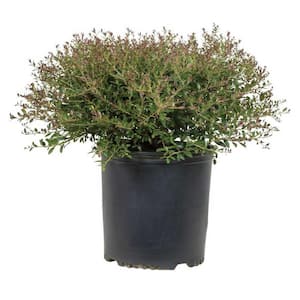 PROVEN WINNERS 2 Gal. Strongbox Inkberry Holly (Ilex) Live Shrub ...