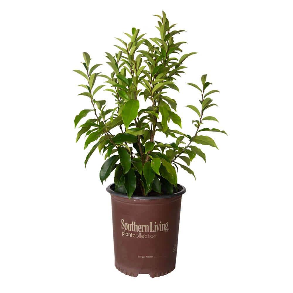 SOUTHERN LIVING 2 Gal. Stellar Ruby Magnolia Shrub (Banana Shrub), Live Evergreen Shrub, Pink ...