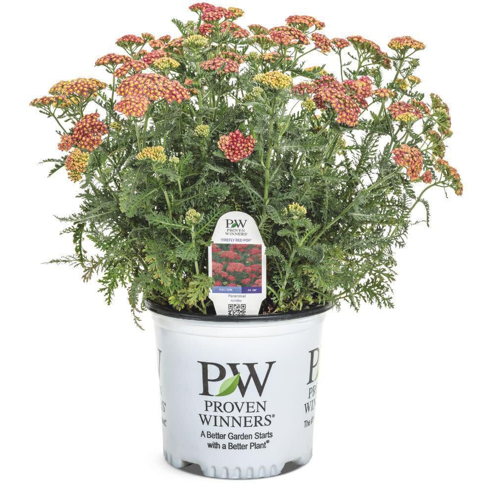 Proven Winners 1 Gal. 'Firefly Red Pop' Yarrow (Achillea) Live ...