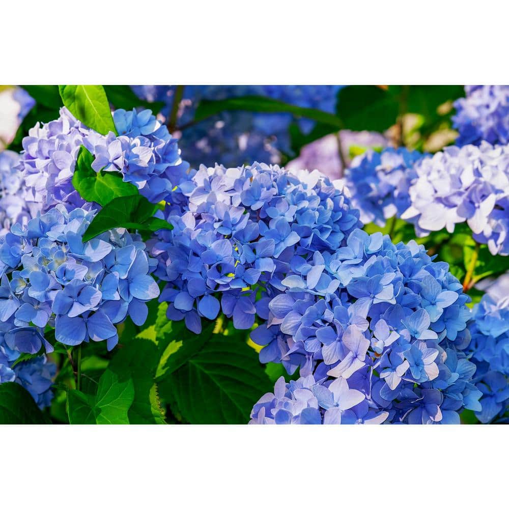 Buy 1 Gal. Let's Dance Rhythmic Blue Hydrangea Shrub Reblooming Skyblue ...