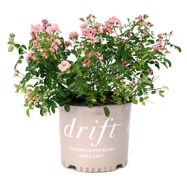 Drift 1 Gal. Pink Drift Live Rose Bush with Pink Flowers 62421 - The ...