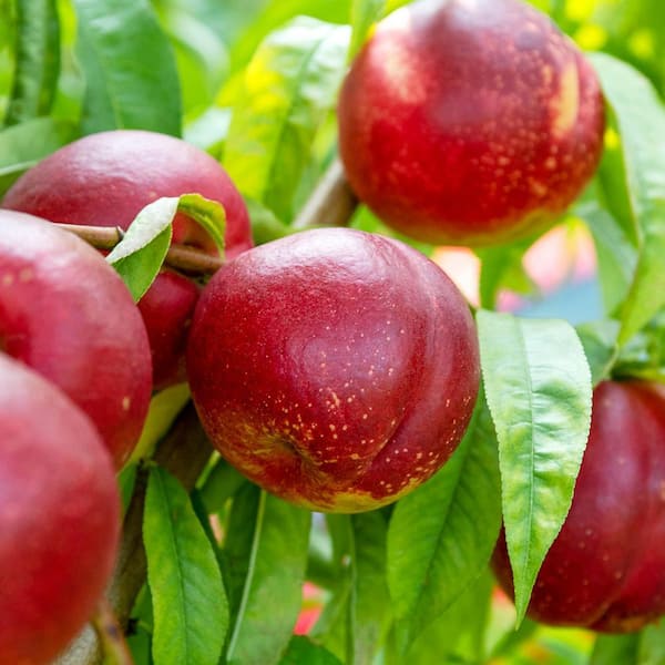 Nectarine Tree - Fruit Trees - The Home Depot